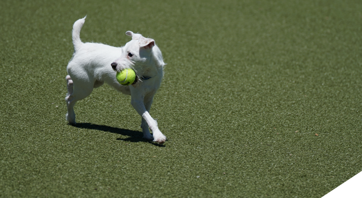 Proposed Dog Off Leash Area at Virginius Reserve, Padstow | Have Your ...