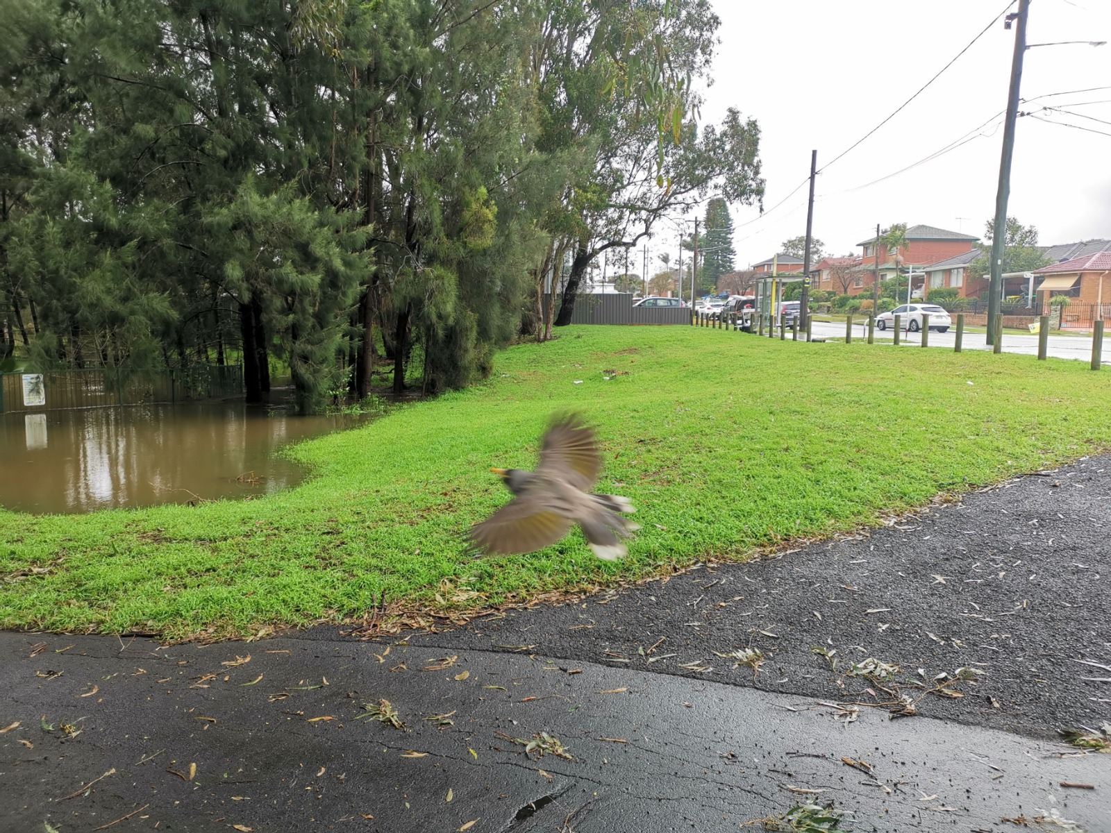 Prospect Creek Flood Risk Management Study And Plan Have Your Say Prospect Creek Flood Risk Management Study And Plan Have Your Say
